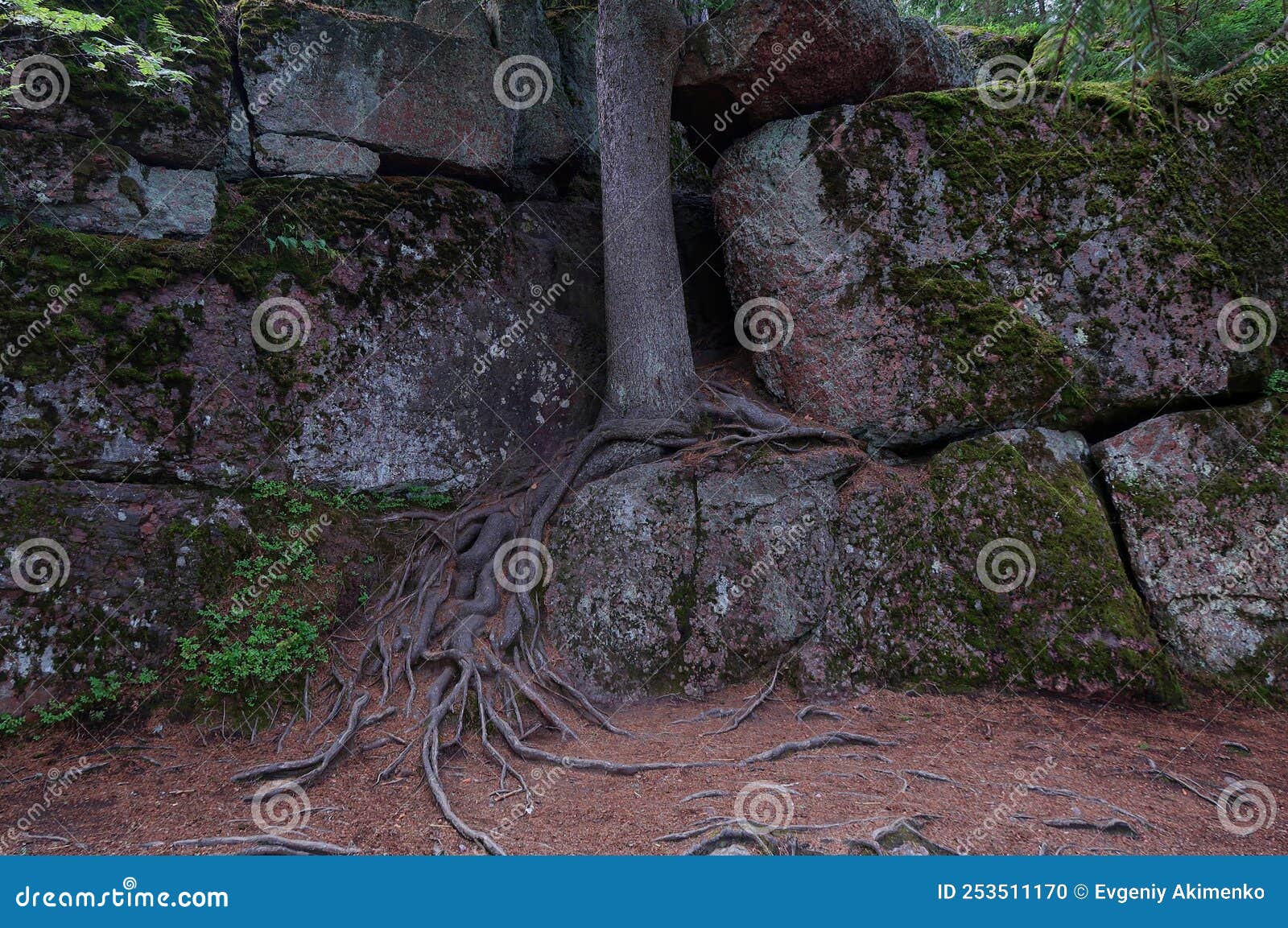 Exposed Tree Roots on Rocks Stock Photo - Image of green, jungle: 253511170