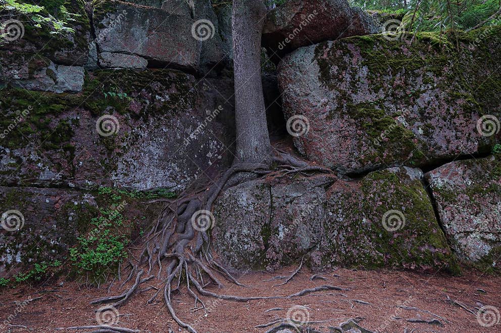 Exposed Tree Roots on Rocks Stock Photo - Image of green, jungle: 253511170