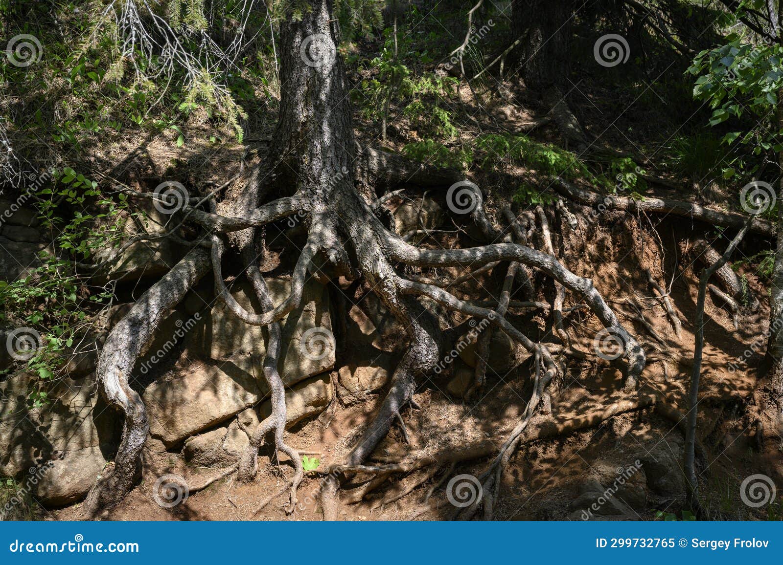 Exposed Tree Roots on a Rocky Slope in the Forest Stock Image - Image ...