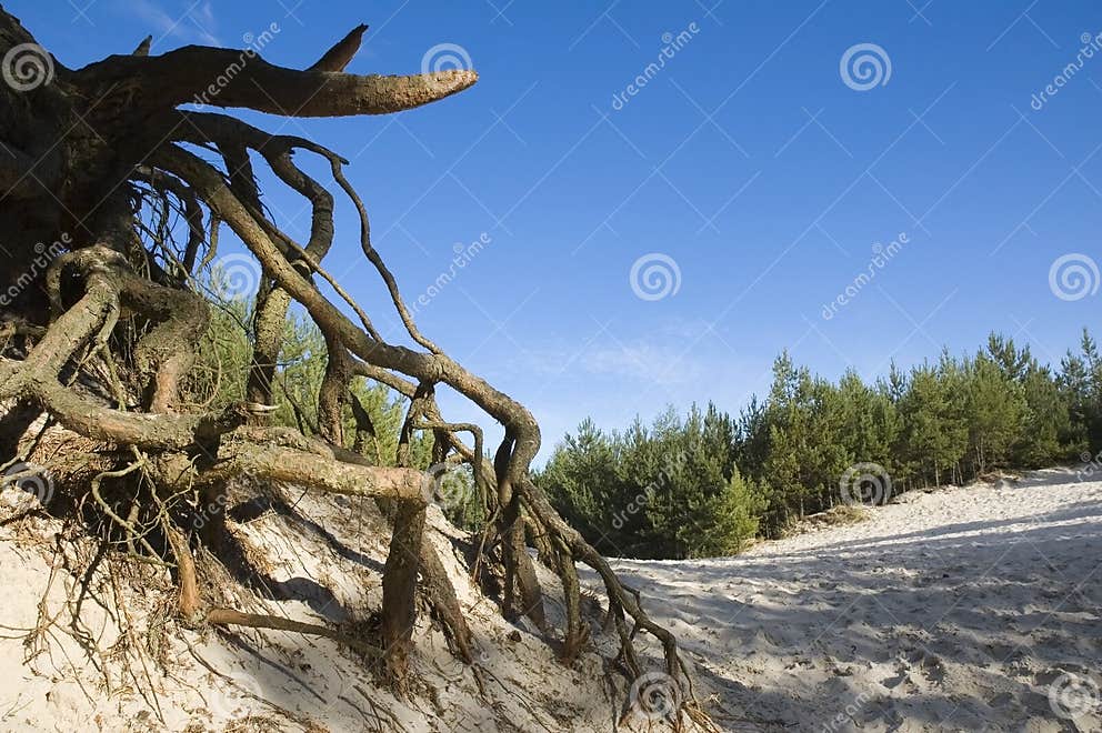 Tree roots stock photo. Image of moving, landscape, bough - 198499982