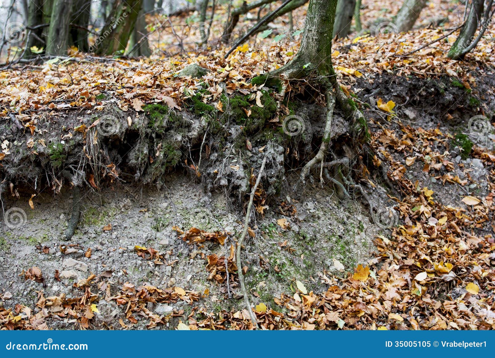 Exposed tree roots stock image. Image of fallen, dehydrate - 35005105