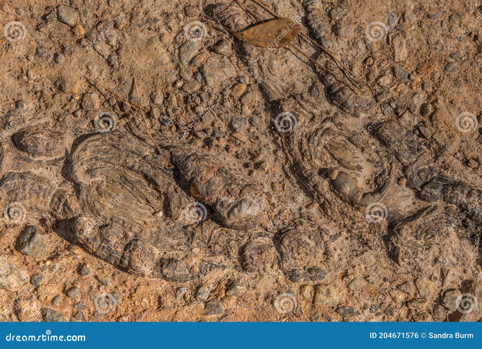 Tree Roots on the Ground Abstract Stock Photo - Image of backdrop ...