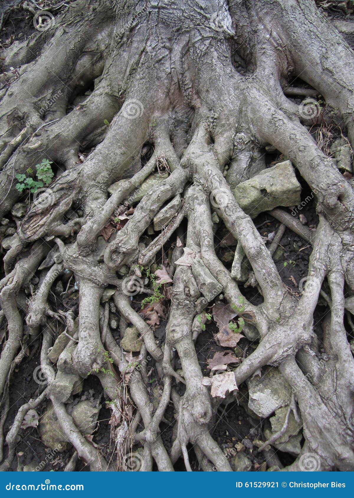 Exposed Tree Roots stock image. Image of plants, life - 61529921
