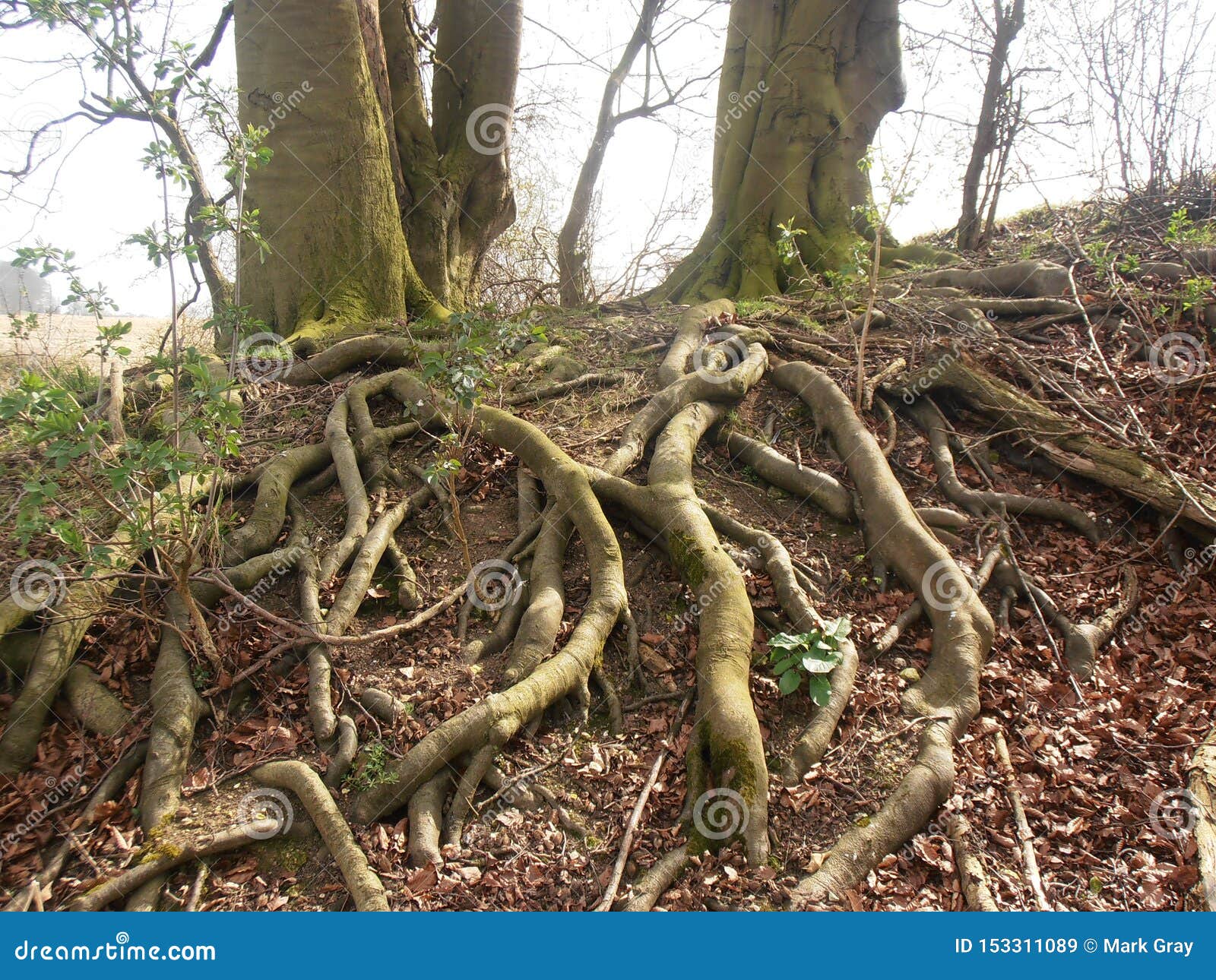 Walking Tree Roots stock image. Image of wood, exposed - 153311089