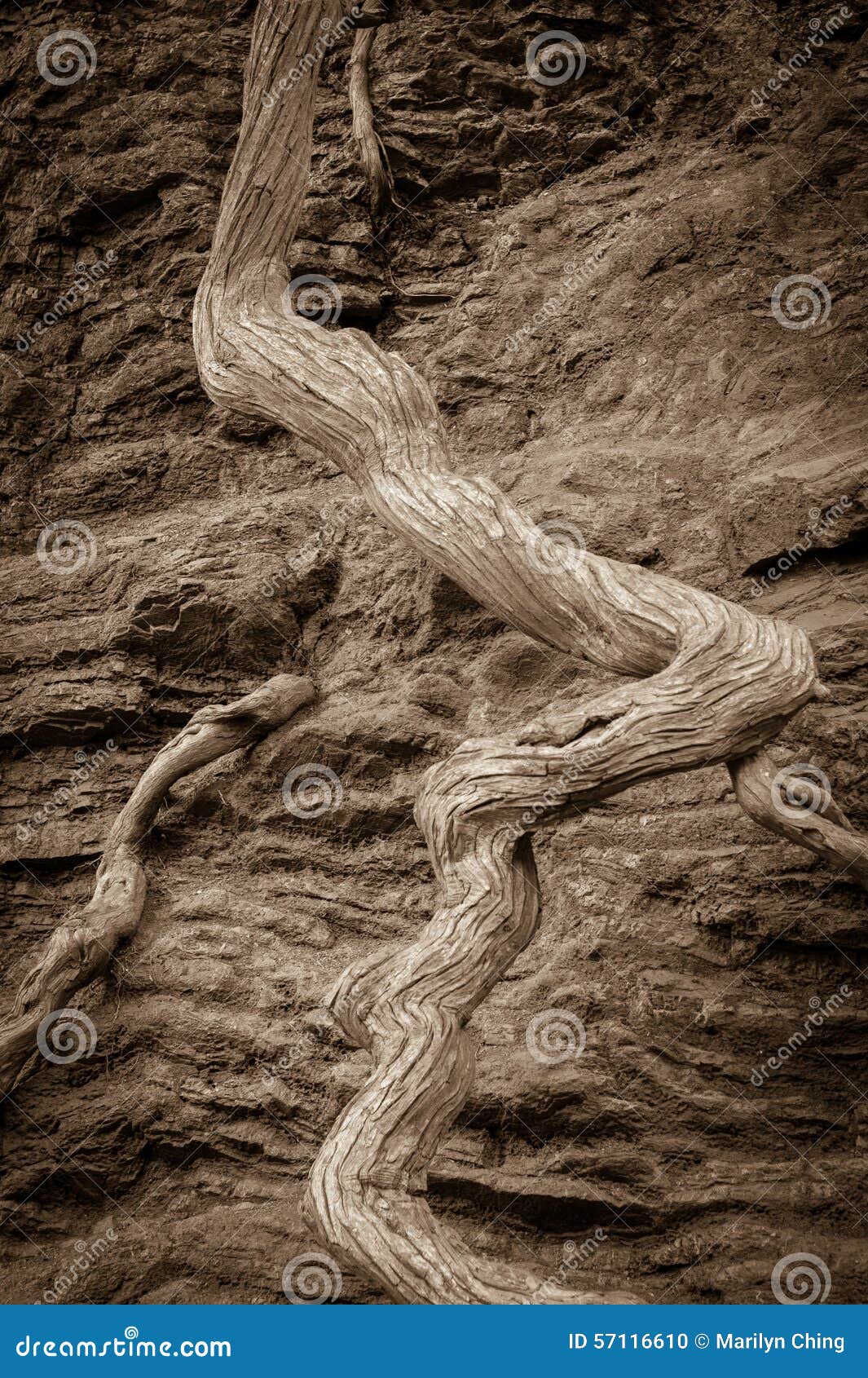 Exposed Twisted Tree Root with Brown Background Stock Photo - Image of ...