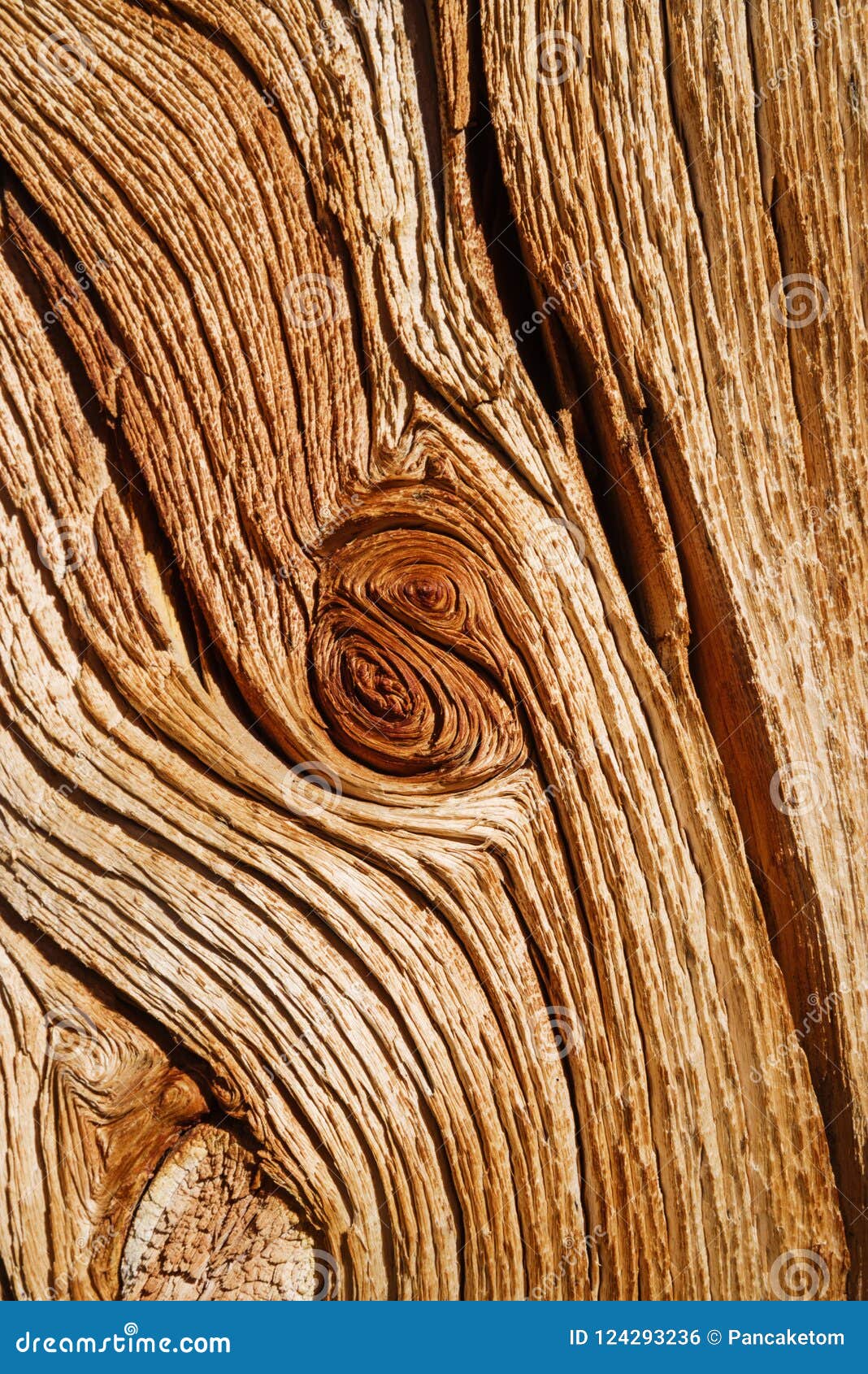 Exposed Wood Texture stock photo. Image of textured - 124293236