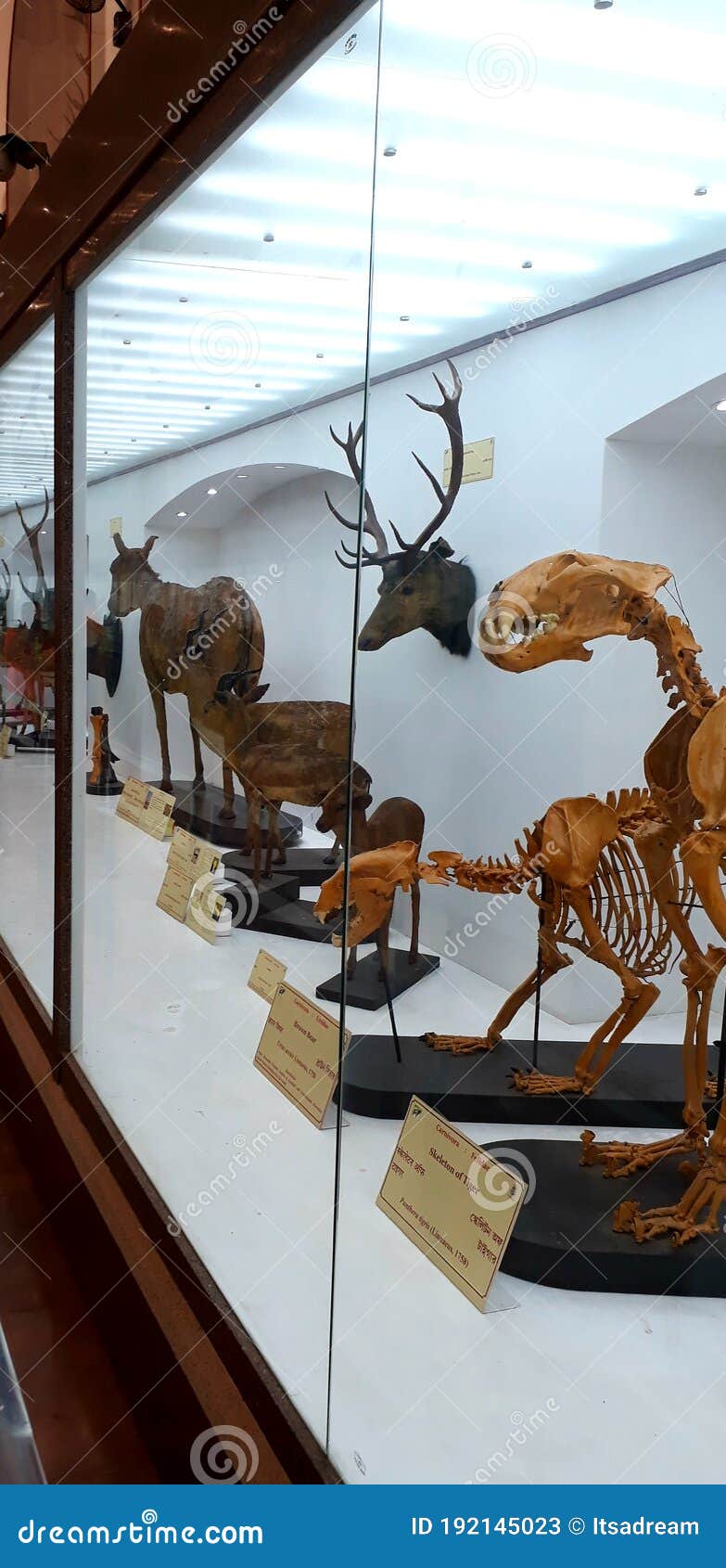 Exposiciones En El Museo Indio De Kolkata Foto de archivo editorial ...