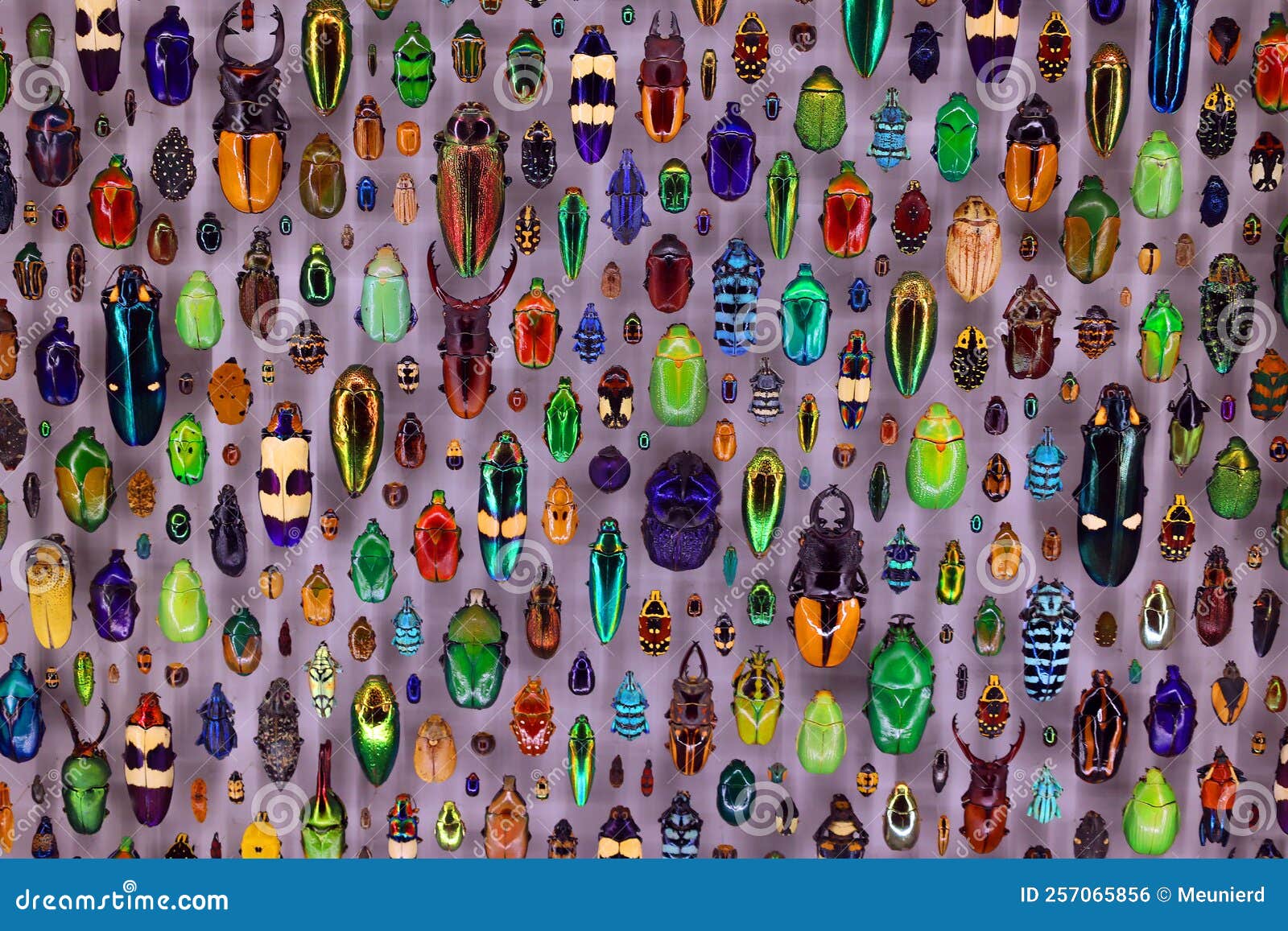 Exposition of Variety of Colorful Bugs Stock Photo - Image of eyes ...