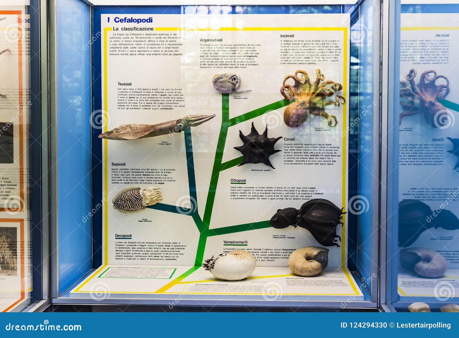 Expositions of History of the Evolution and Development of Mollusks in ...