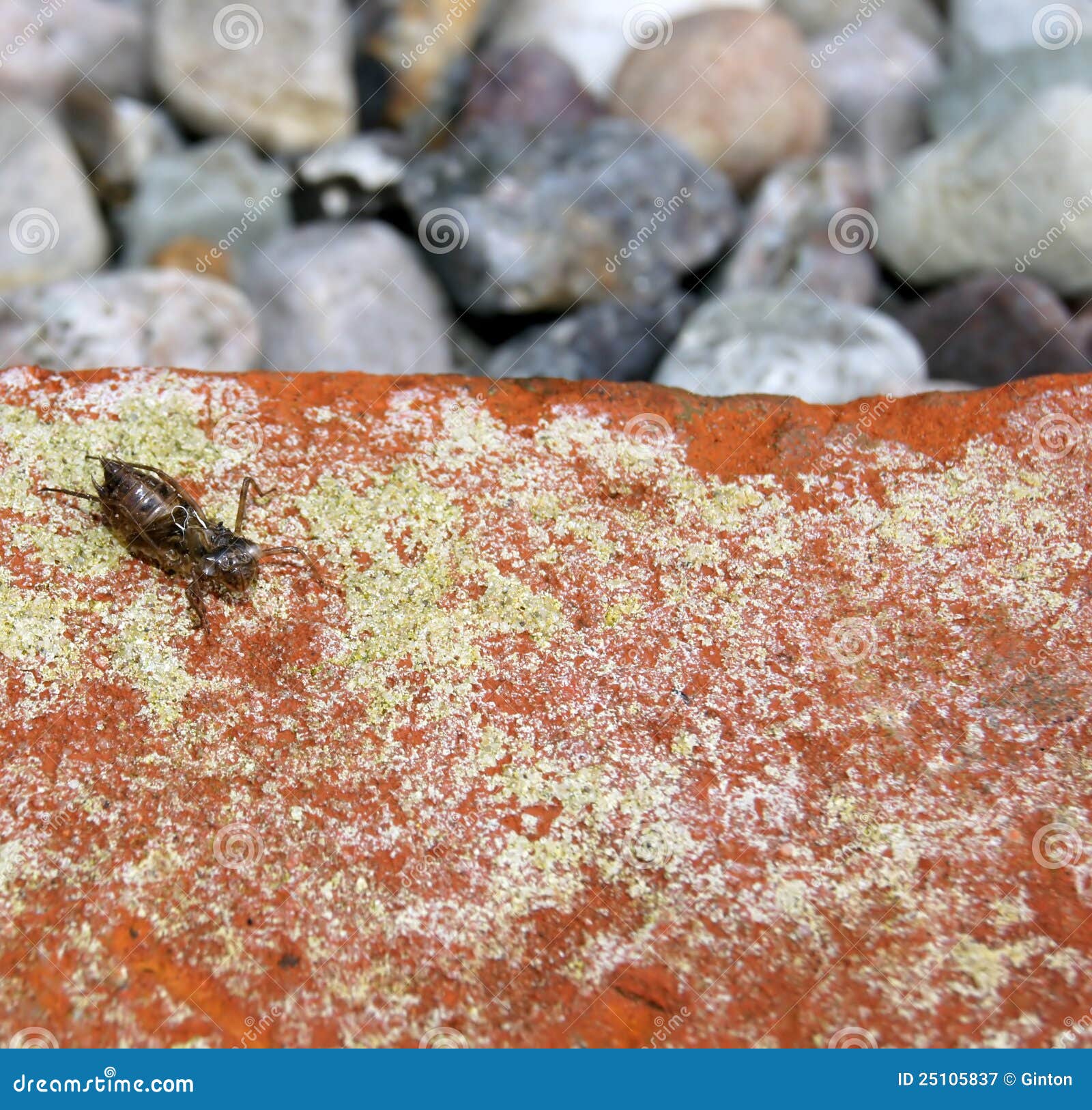 Exposure stock image. Image of chitin, shell, nature - 25105837