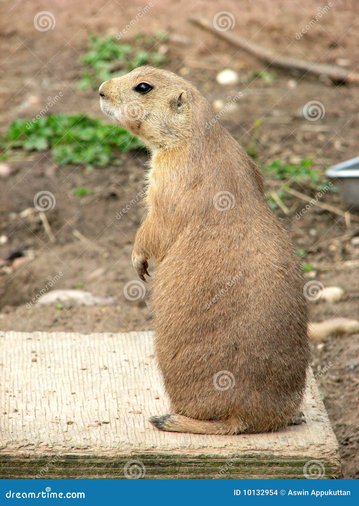 Expresión-castor animal foto de archivo. Imagen de perro - 10132954