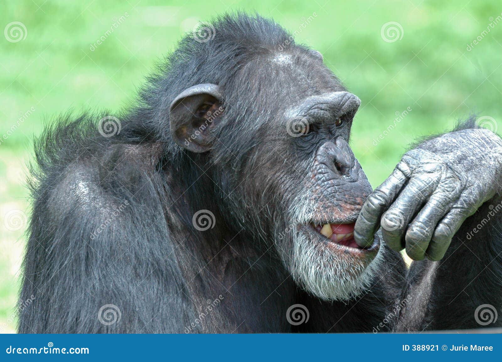 Expresión del chimpancé. imagen de archivo. Imagen de mano - 388921