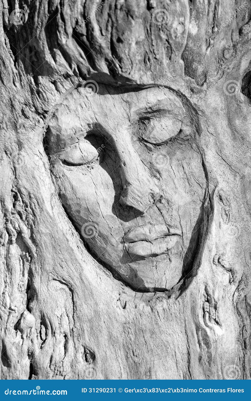Expresive Face Carved into the Bark of a Tree Stock Image - Image of ...