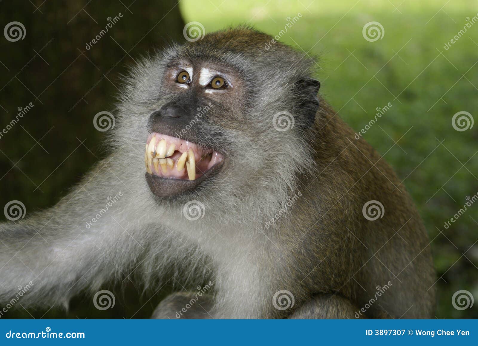 Expressão Alarmada Do Macaco Imagem de Stock - Imagem de olhos, dentes ...