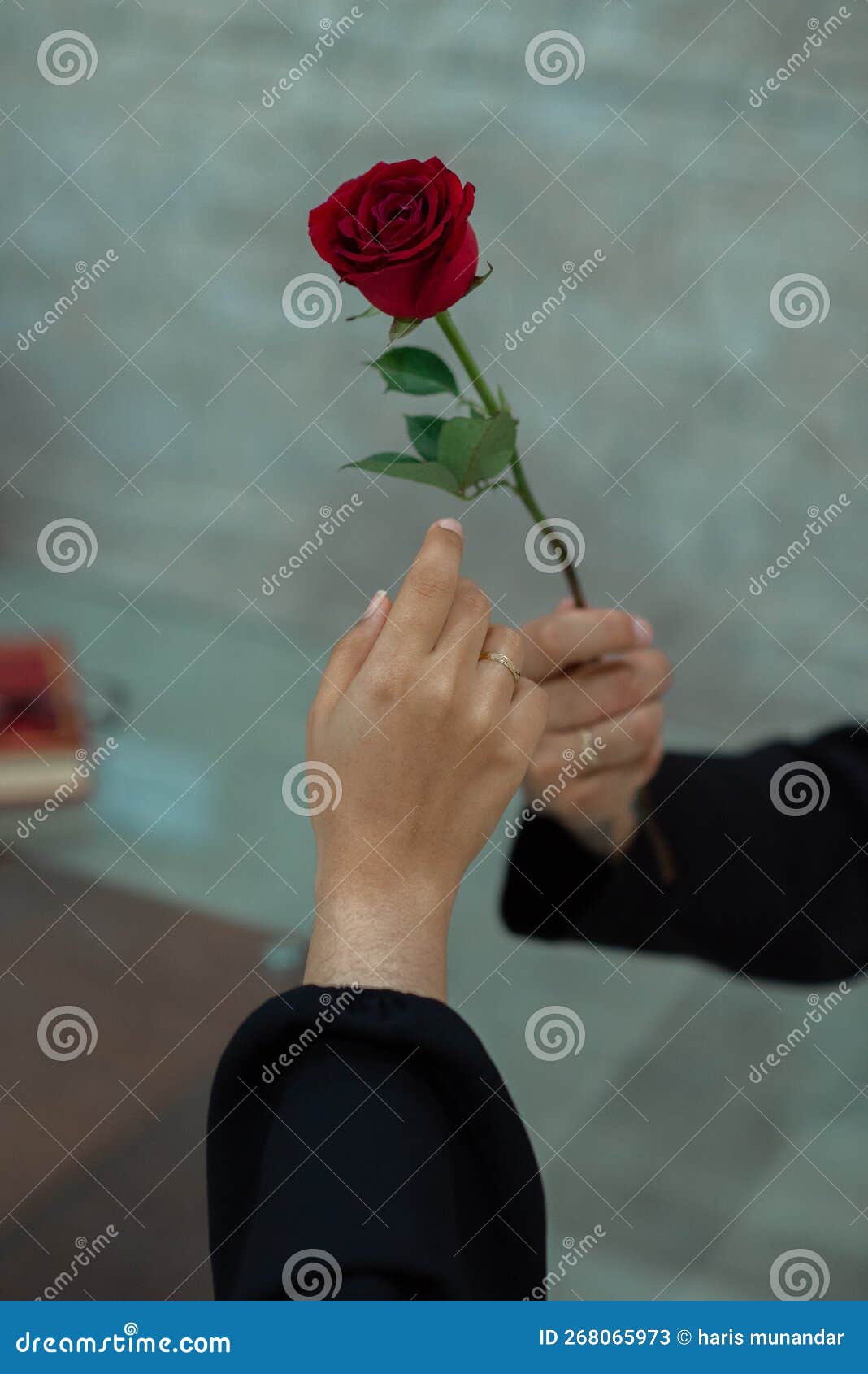 Express a Feeling in a Rose Stock Image - Image of rose, green: 268065973