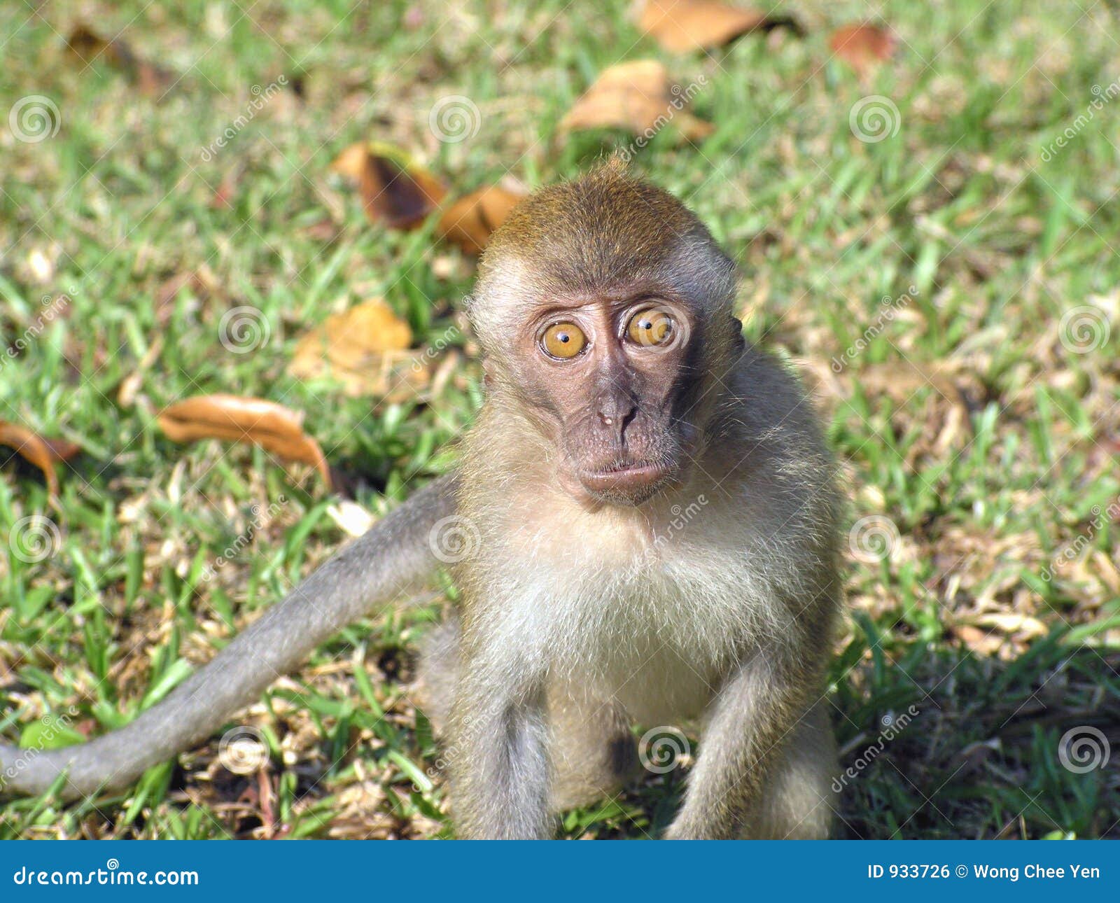 Expression Comique De Singe Photo stock - Image du tailed, faune: 933726