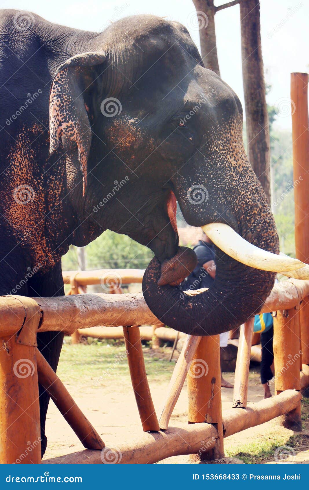 Amazed Cute Smiling Elephant Stock Image - Image of black, fauna: 153668433