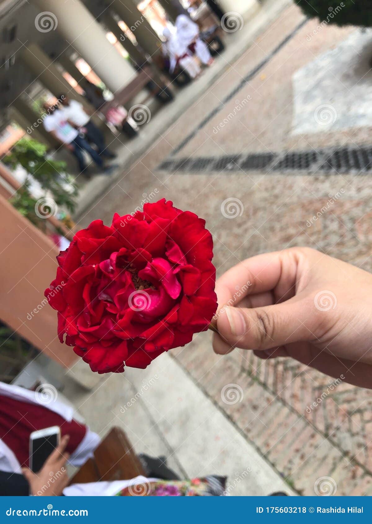 Expression of Love ,Red Rose Stock Photo - Image of love, expressing ...