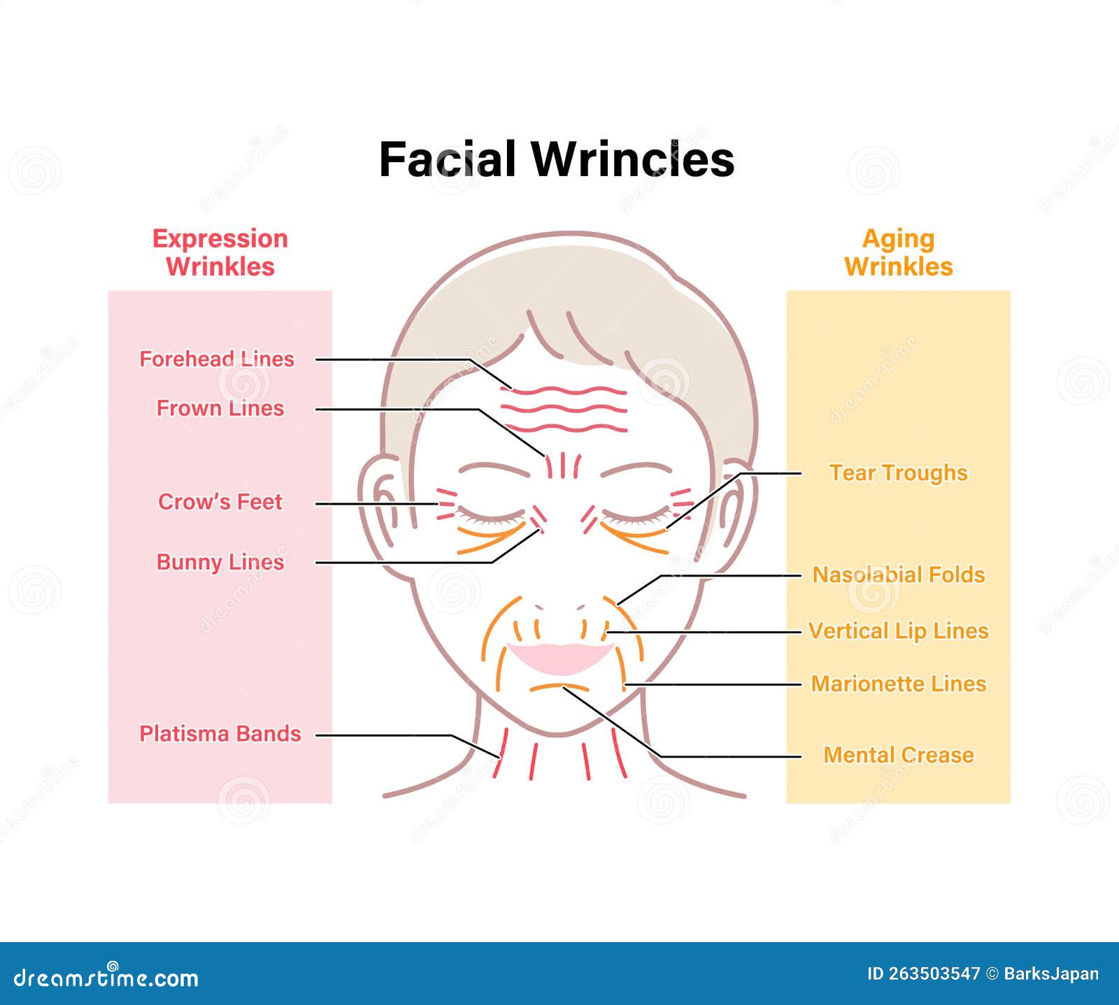 Expression Wrinkles and Aging Wrinkles Female Face Vector Illustration ...