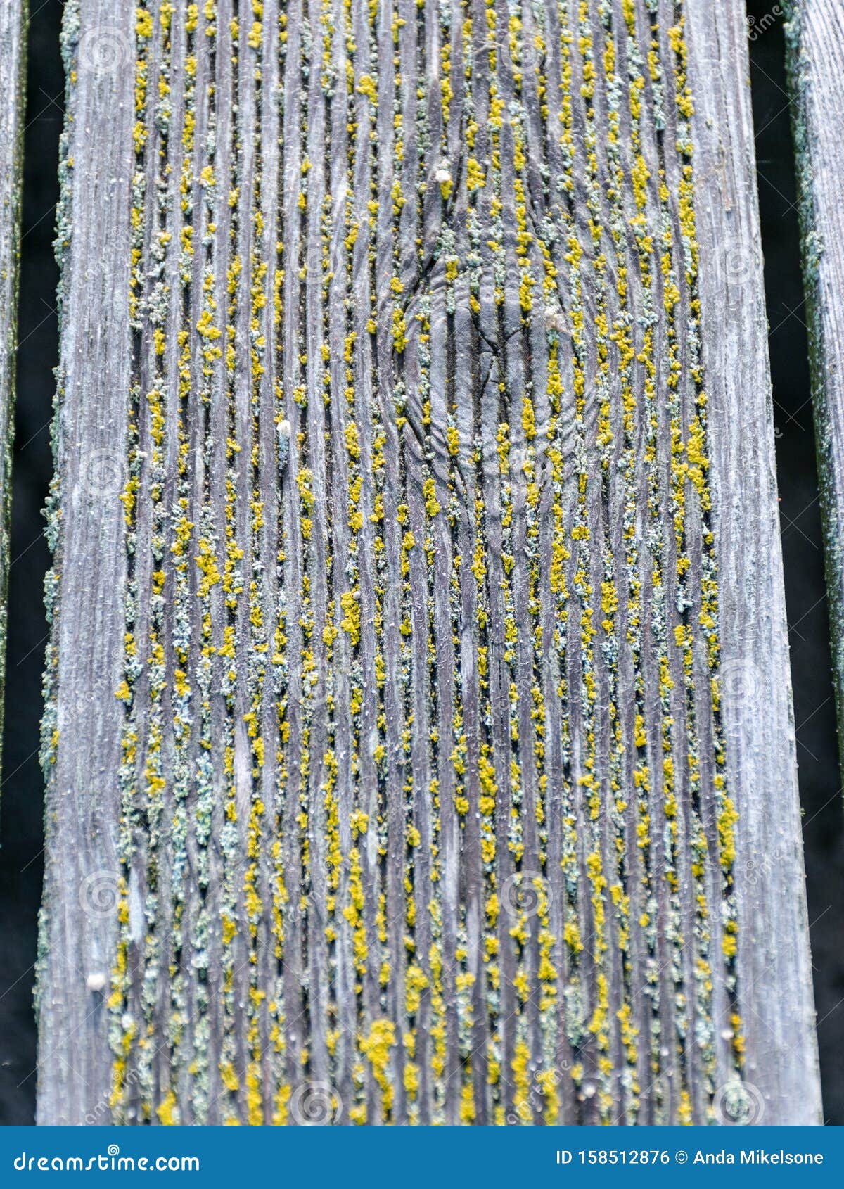 Expressive and Beautiful Texture of Old Boards, Abstract Mossy Pattern ...