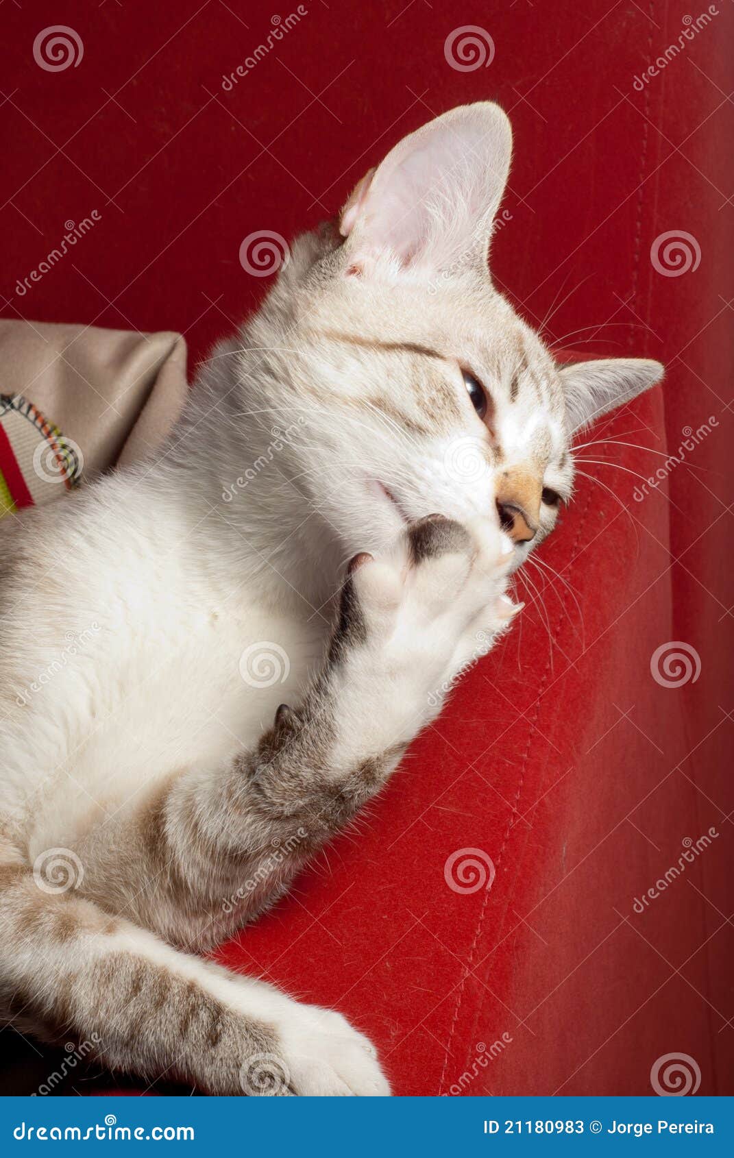 Expressive cat stock image. Image of claw, eyes, expression - 21180983