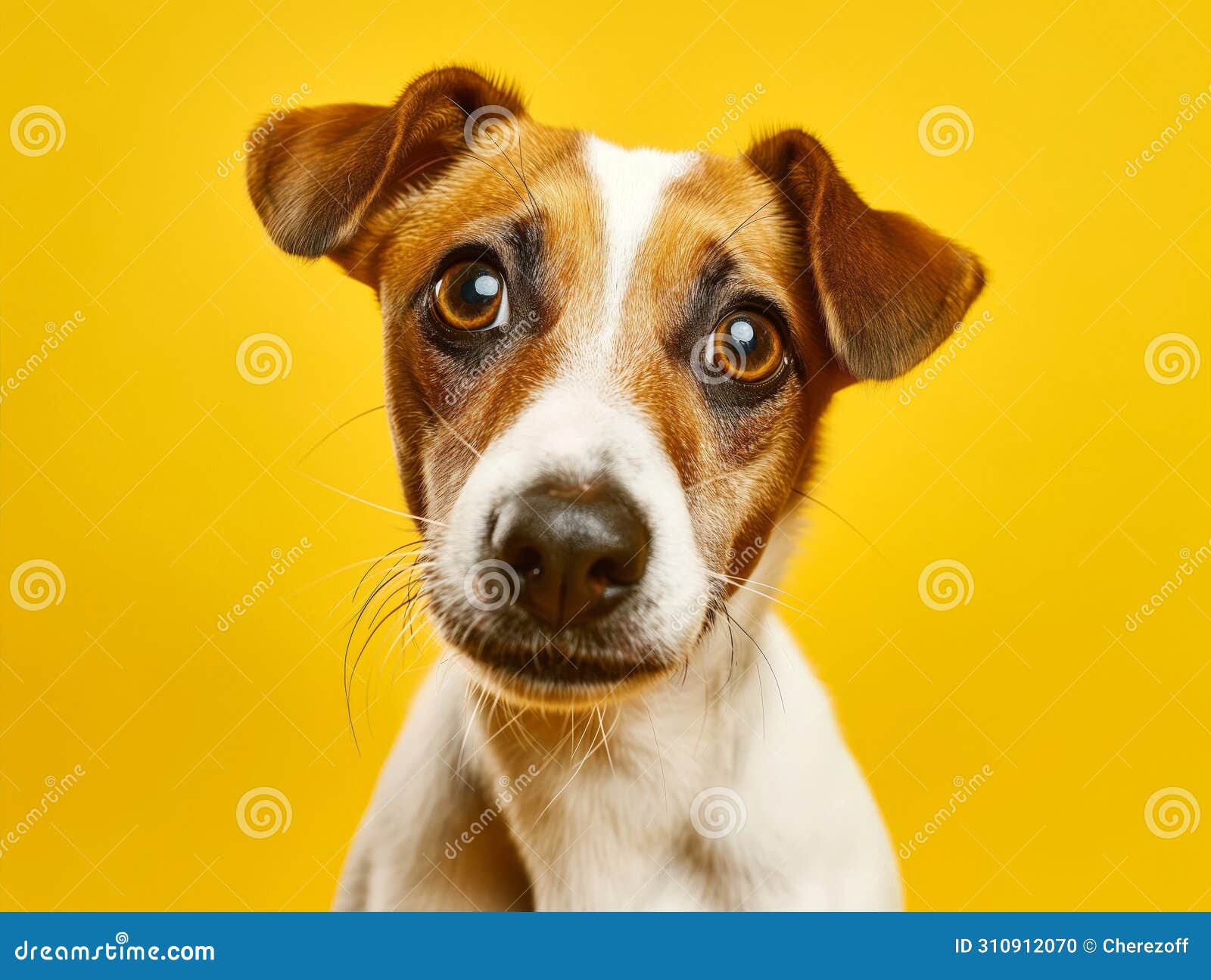 Expressive Dog on Yellow Background Stock Photo - Image of bright ...