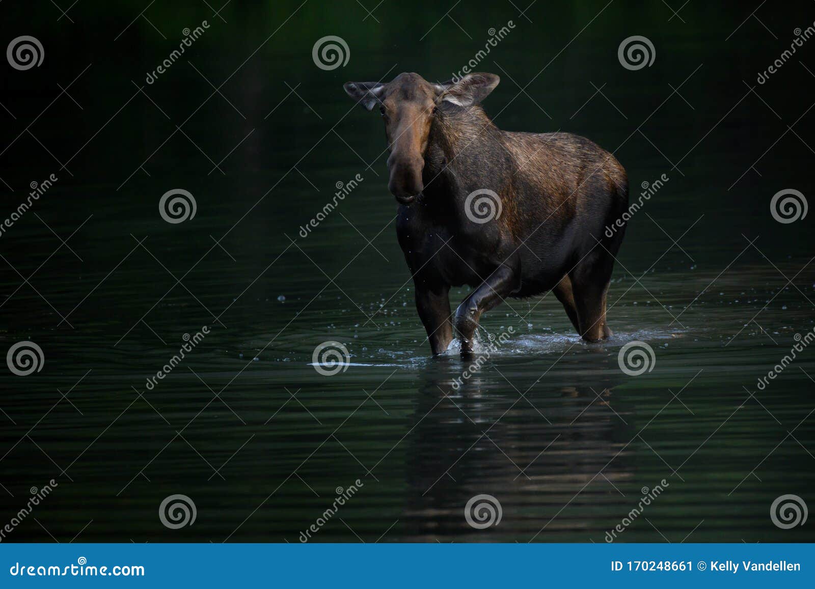 Expressive Ears on Female Moose Stock Image - Image of face, wilderness ...
