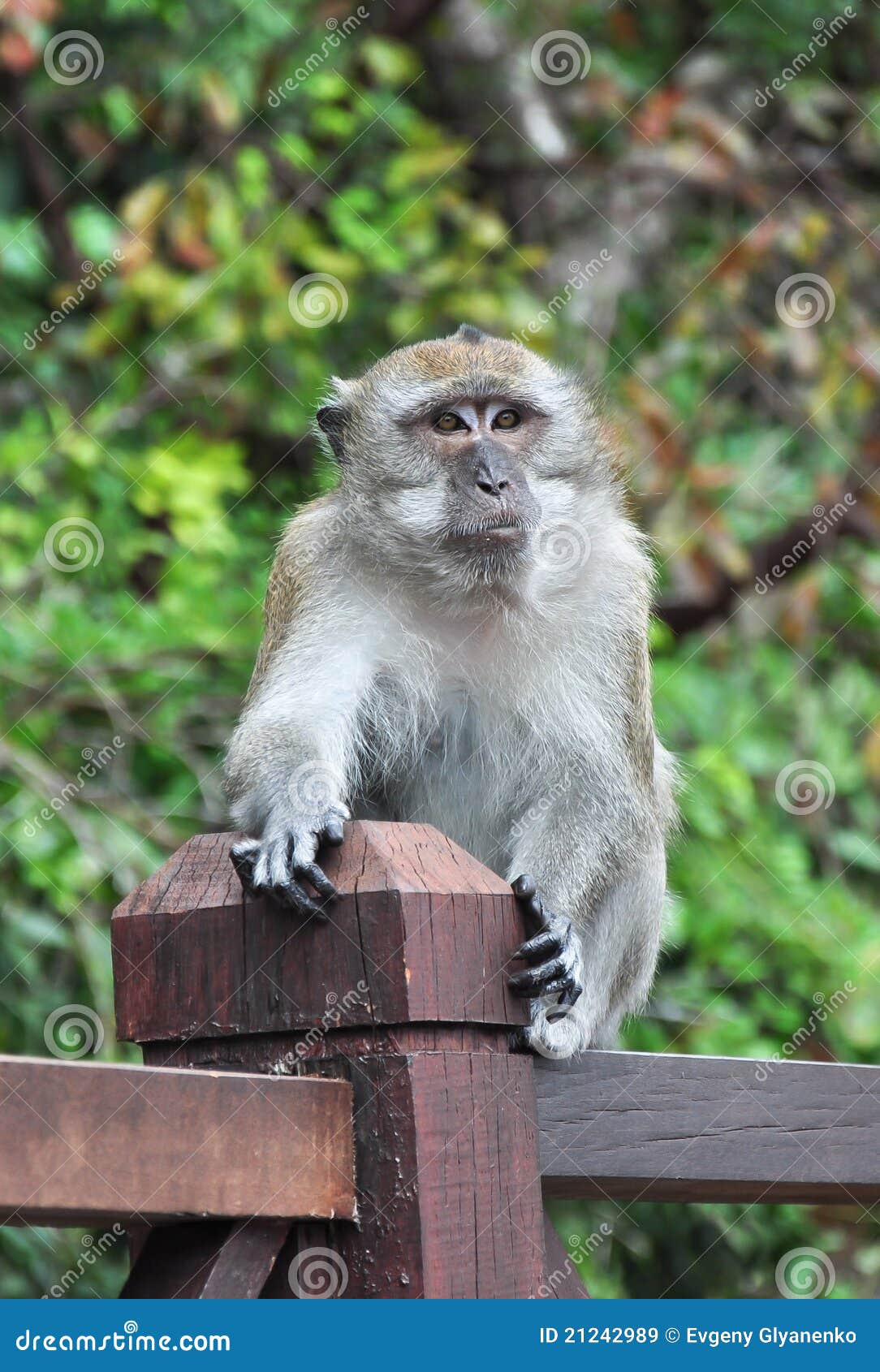 Expressive Face of Monkey stock image. Image of asia - 21242989