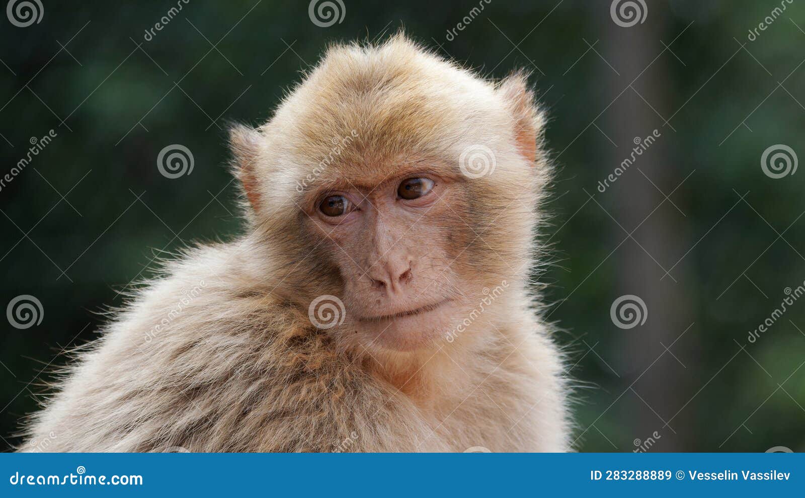 Expressive Face of a Young Barbary Macaque Stock Image - Image of ...