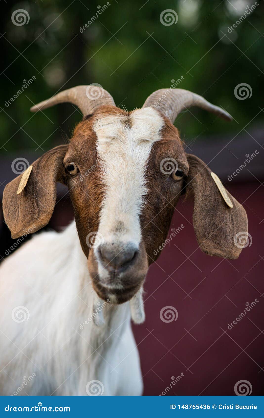 Expressive goat portrait stock photo. Image of farmald - 148765436