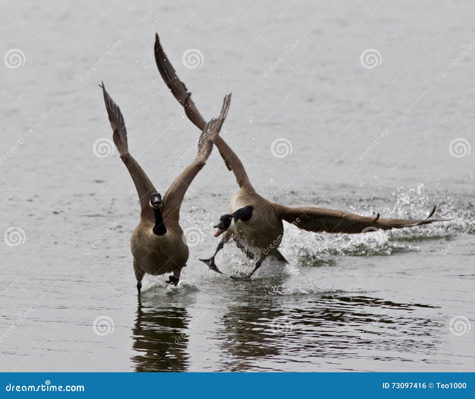 Expressive Isolated Image with the Canada Goose Chasing His Rival Stock ...