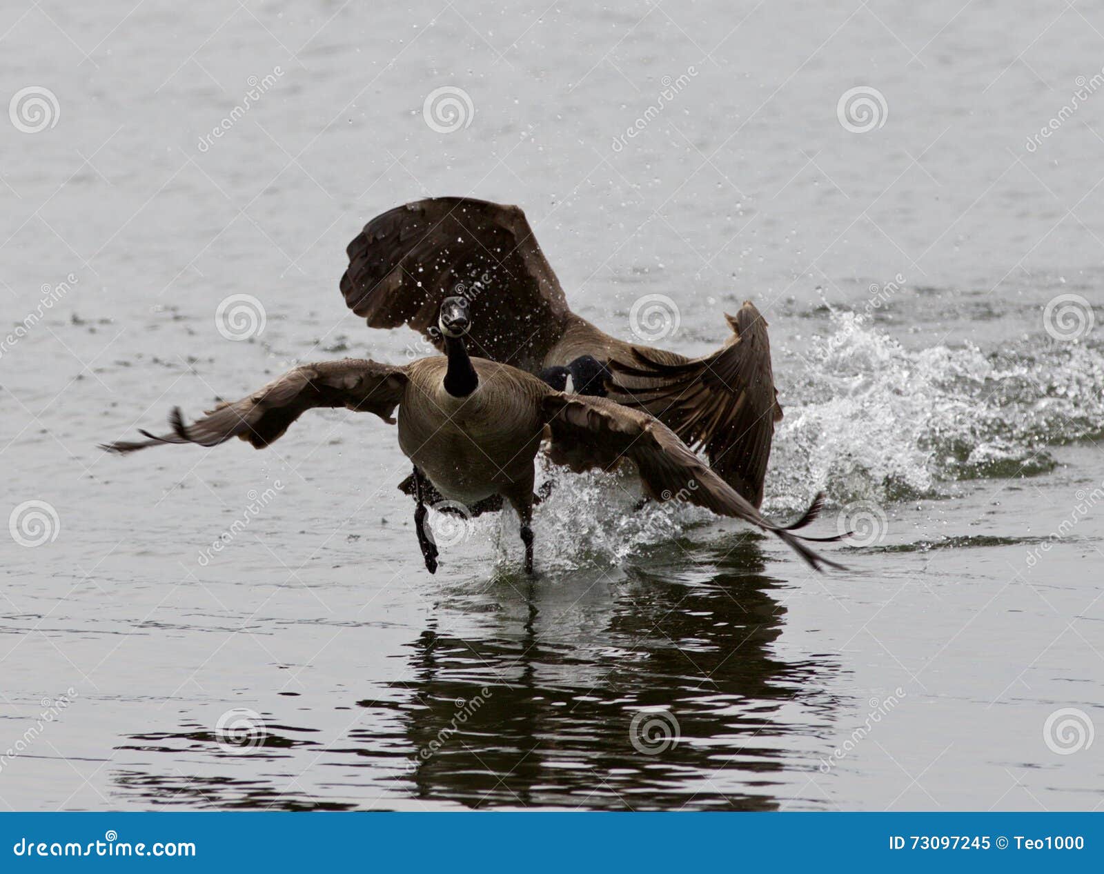 Expressive Isolated Photo with the Canada Goose Chasing His Rival Stock ...