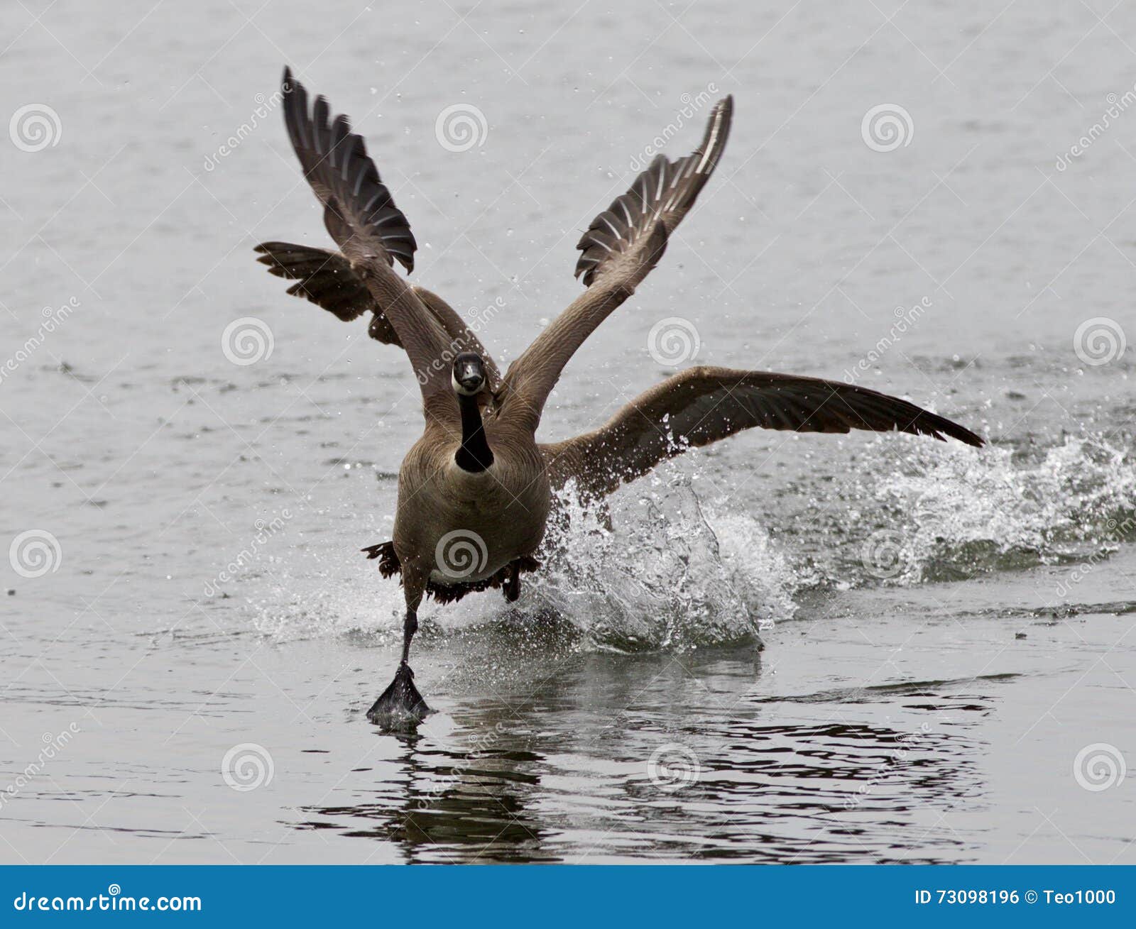 Expressive Picture with the Canada Goose Chasing His Rival Stock Photo ...