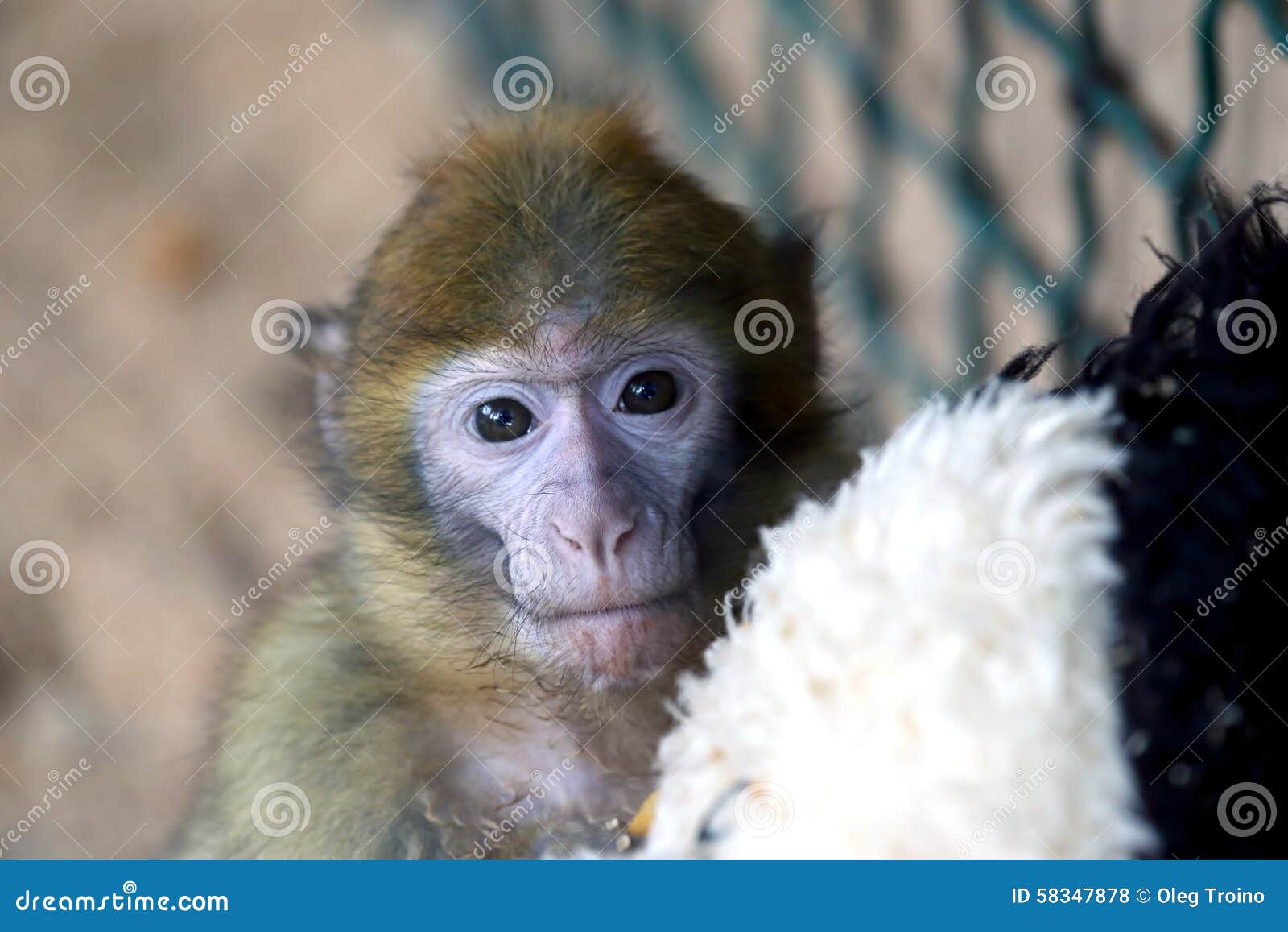 Expressive Portrait of a Green Monkey Stock Photo - Image of brown ...