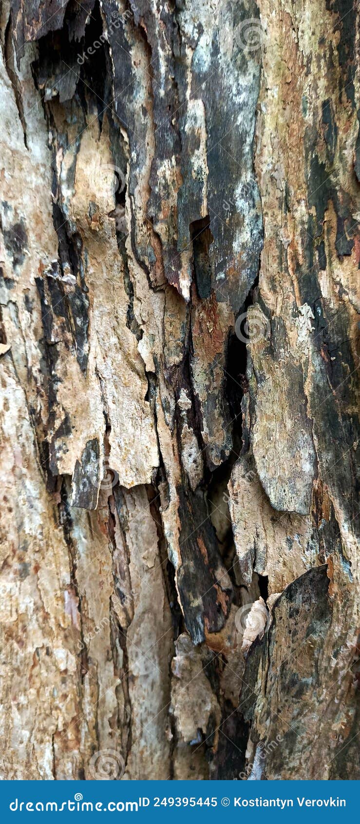Expressive Texture of Tree Bark after Rain Stock Image - Image of aging ...