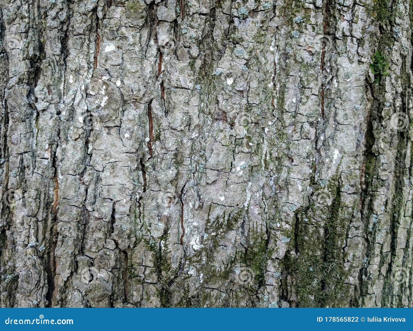 Expressive Tree Bark with a Discernible Silhouette of a Lighter-colored ...