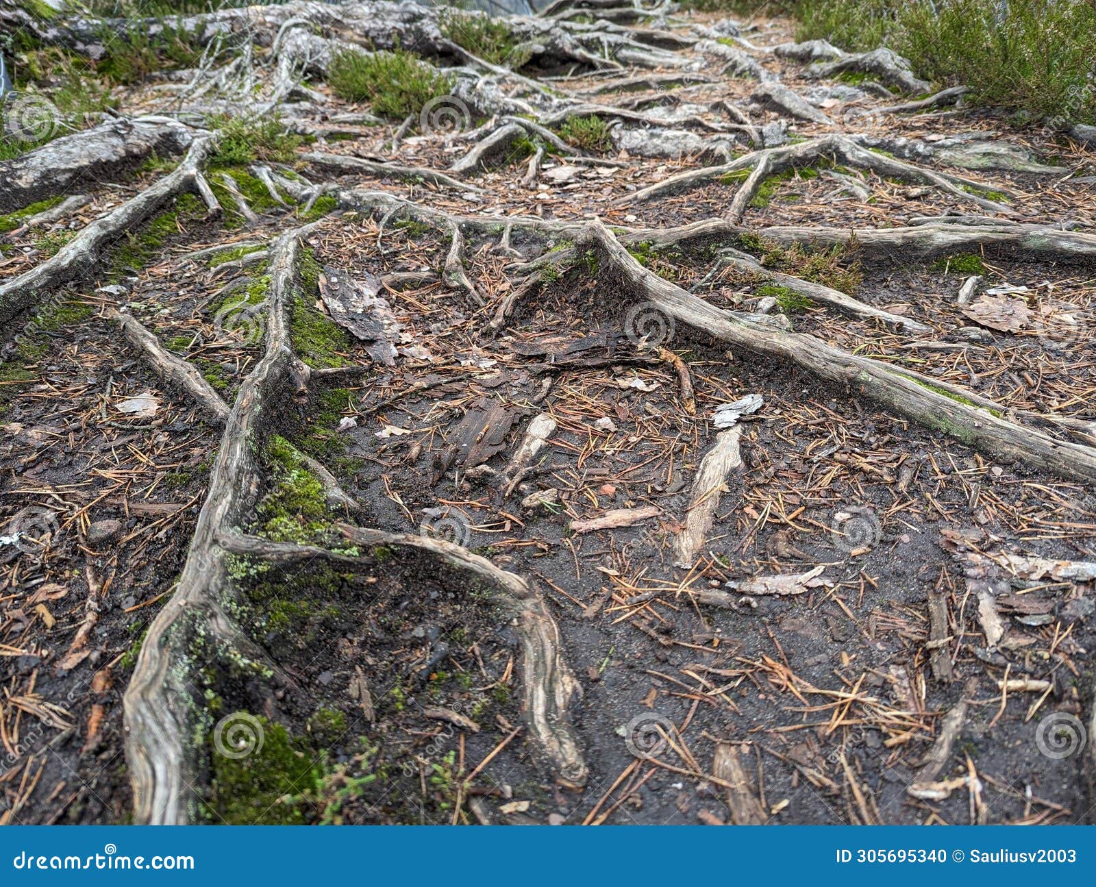 Expressive Tree Roots on the Path Stock Photo - Image of branch ...