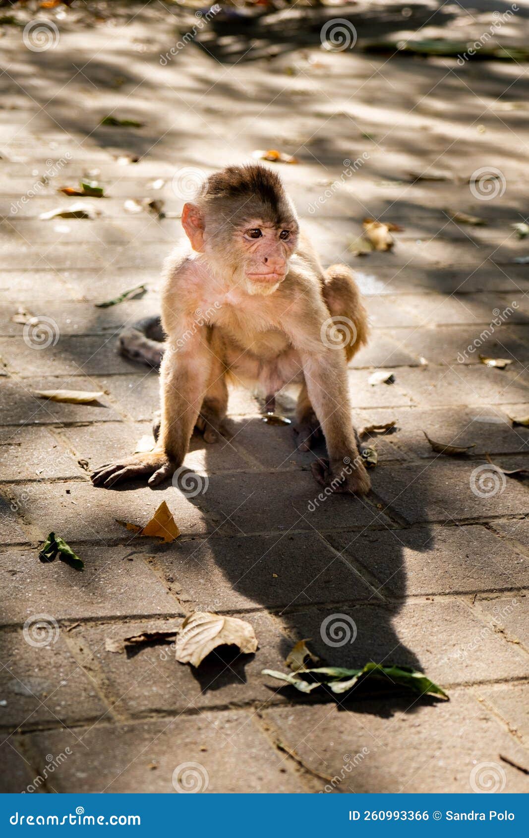 An Expressive Young Capuchin Monkey Staring on the Street Stock Photo ...