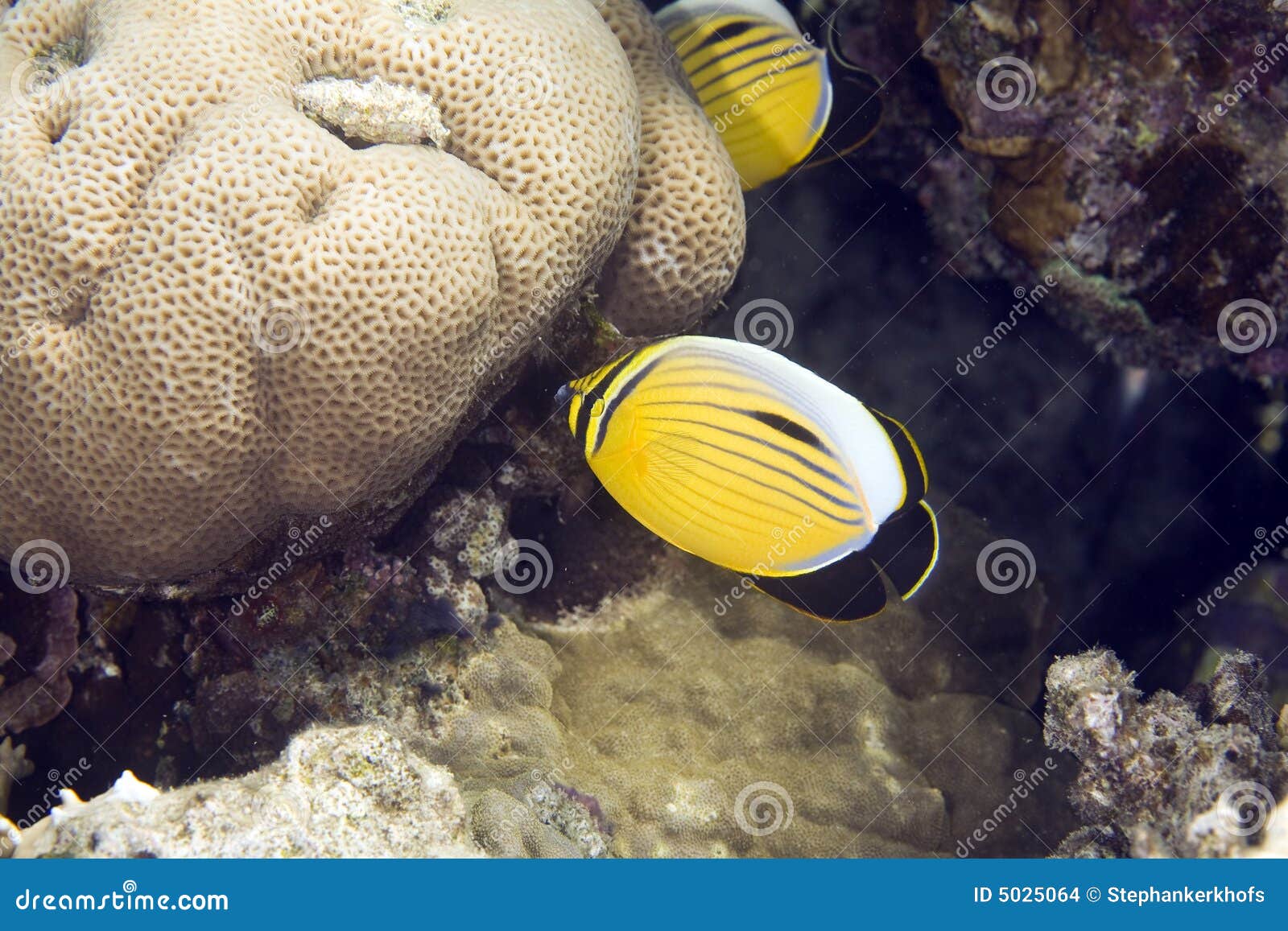 Exquisite Butterflyfish (chaetodon Paucifasciatus) Stock Photo - Image ...