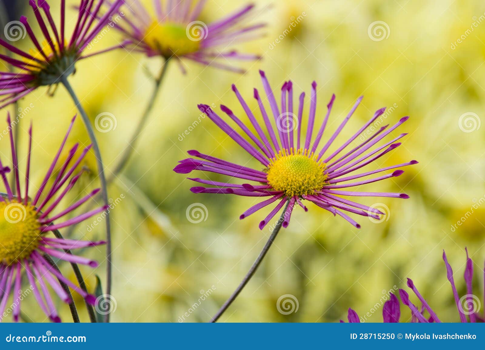 Exquisite flowers stock photo. Image of violet, exquisite - 28715250