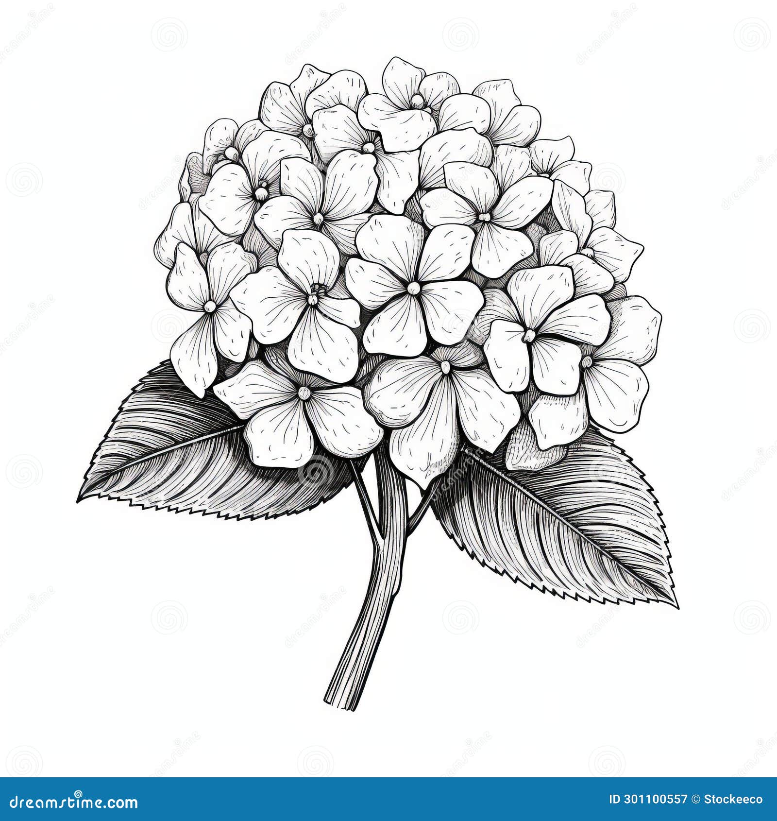 Exquisite Hand-drawn Hydrangea Illustration on White Background Stock ...