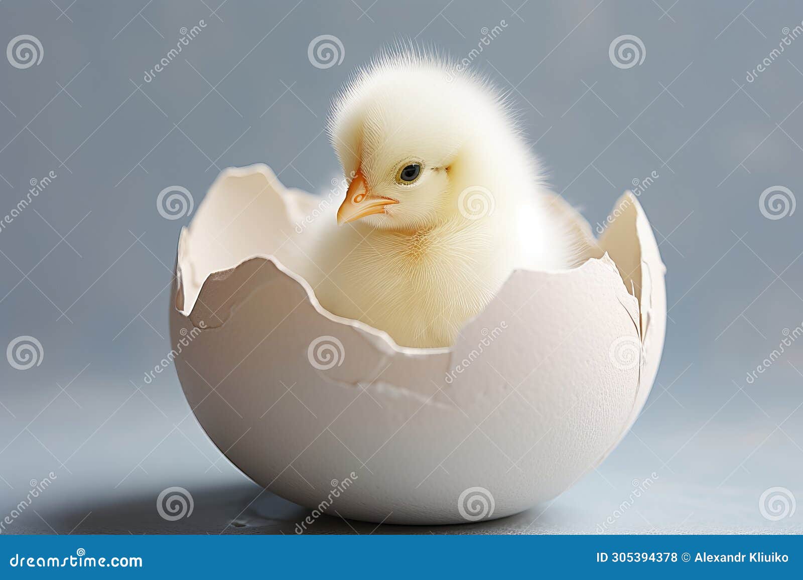 Exquisite Illustration Showcasing the Joyous Moment of a Small Chick ...