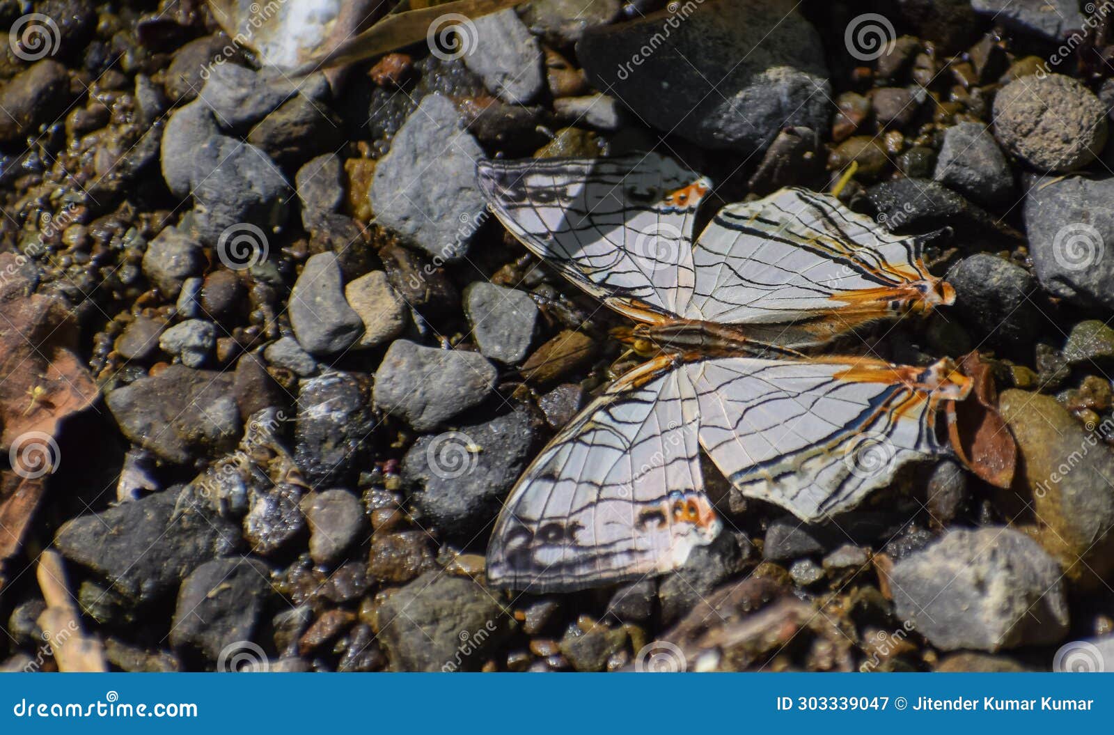 Vivid Closeup of a Common Map Butterfly in a Puddling Pose Stock Image ...