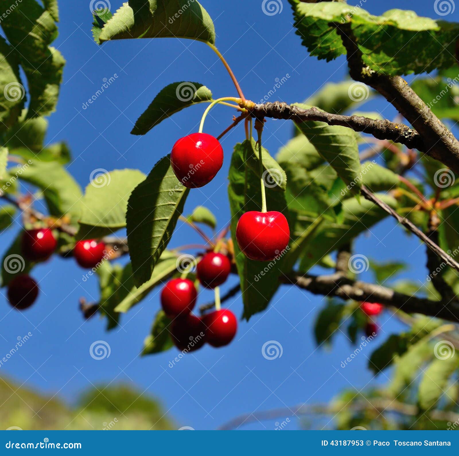 Exquisite Ripe Cherries Hanging from the Tree Branches Stock Image ...