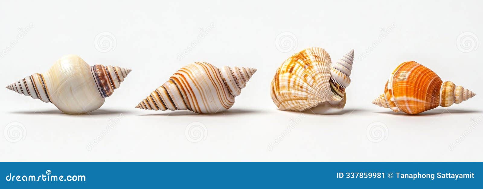 Exquisite Seashells With Intricate Patterns A Collection Of Four ...