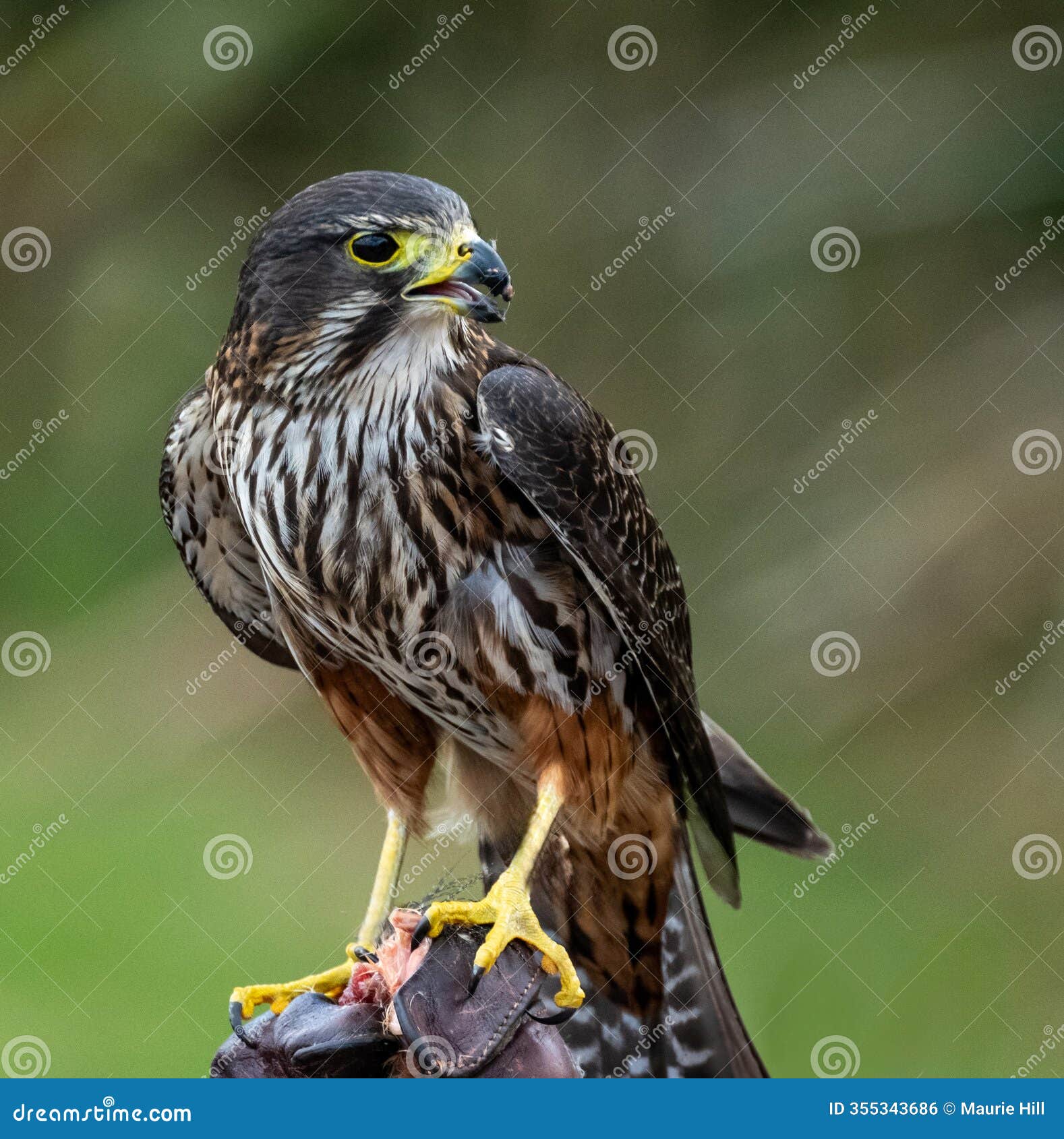 NZ Falcon or Karearea stock photo. Image of pasture - 355343686