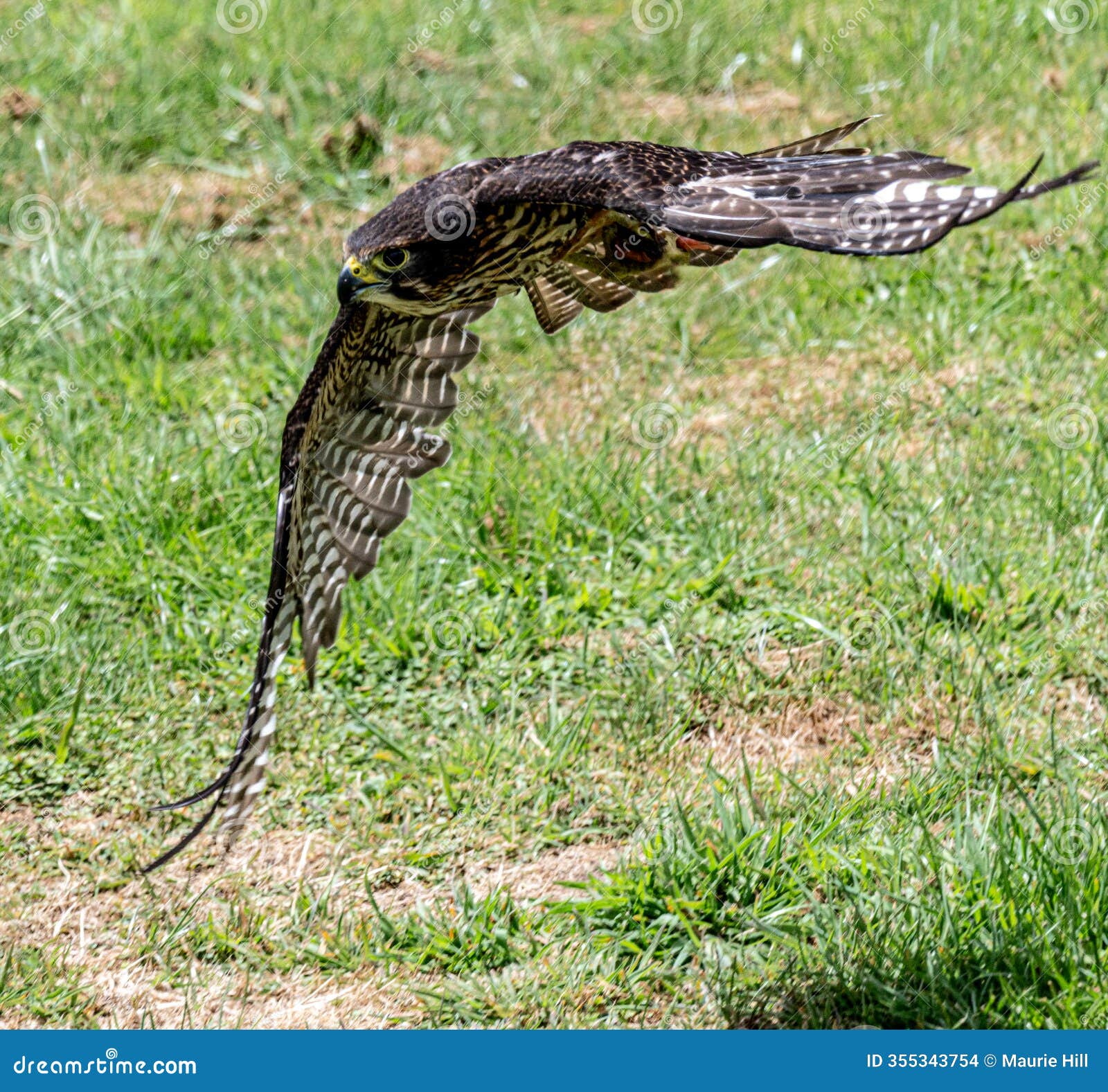 NZ Falcon or Karearea stock photo. Image of larger, airplane - 355343754
