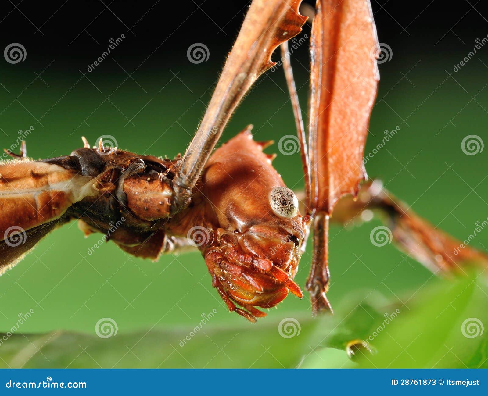 Extatosoma tiaratum stock image. Image of hide, closeup - 28761873
