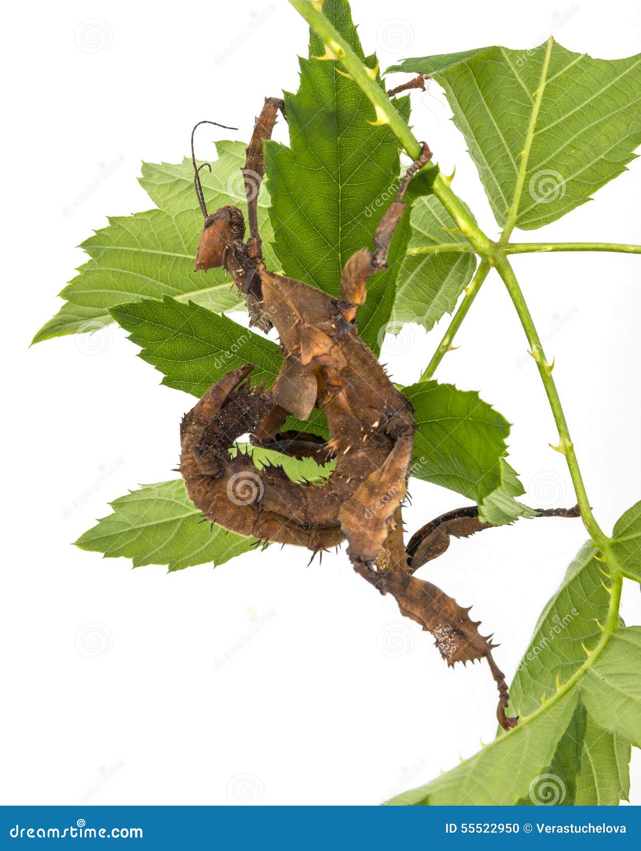 Two Spiny Leaf Insects Royalty-Free Stock Image | CartoonDealer.com ...