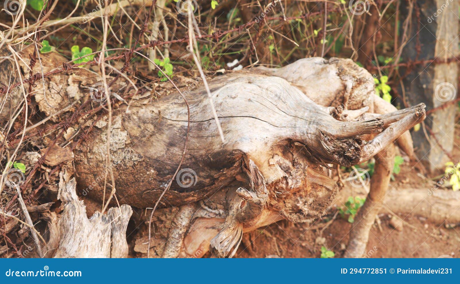 Extended Big Tree Roots Looking Different Stock Image - Image of flower ...